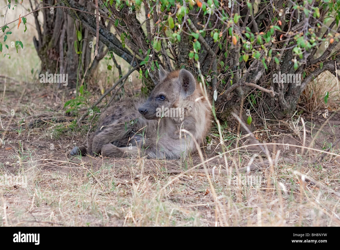 Sub adult spotted hyena hi-res stock photography and images - Alamy