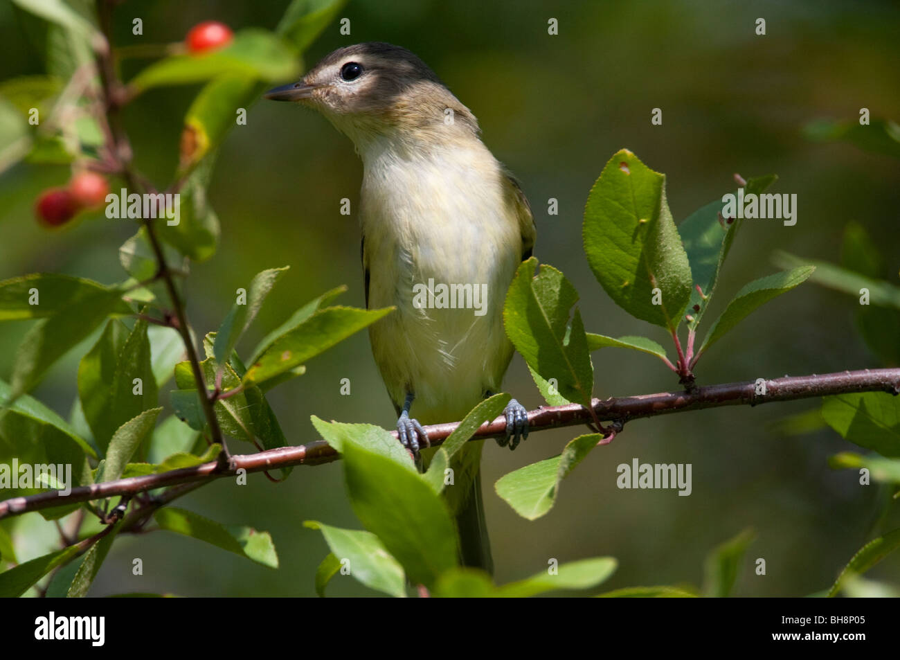 Warbling Vireo, Vireo gilvus perched in a tree at Legacy Marsh ...