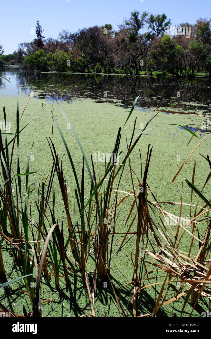 Tall grass and algae in Canning River at Canning River Regional Park ...