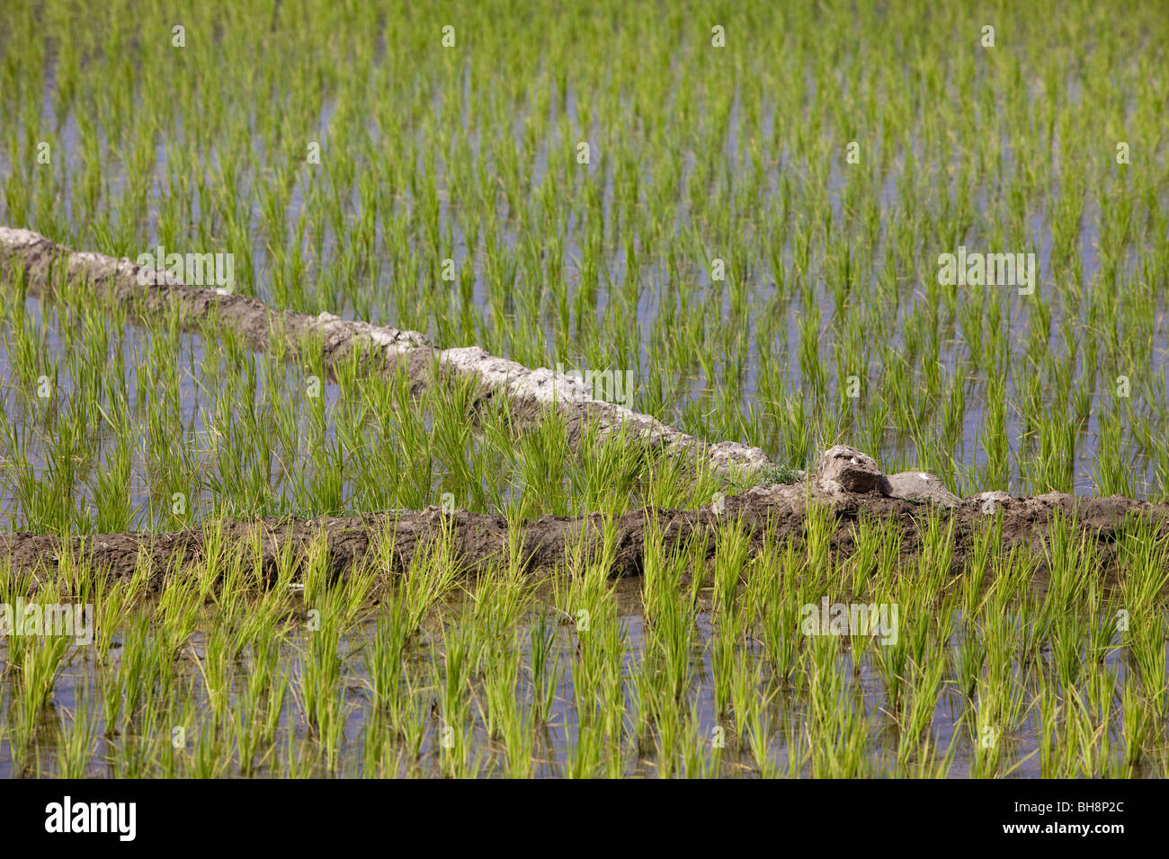 Rice oryza sativa paddy fields hi-res stock photography and images - Alamy