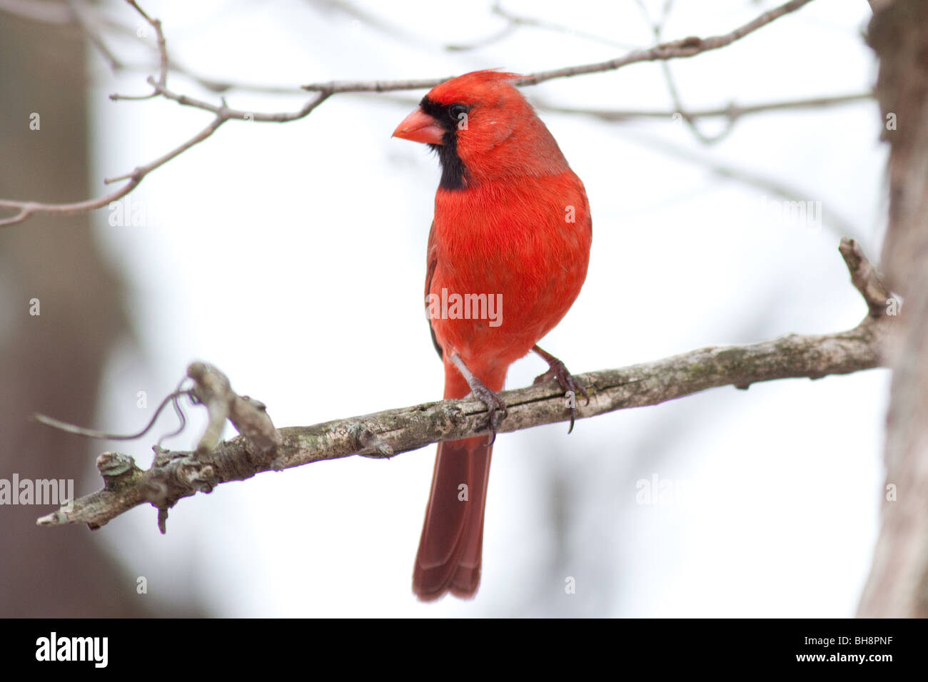 Male Cardinal on tree limb Stock Photo - Alamy
