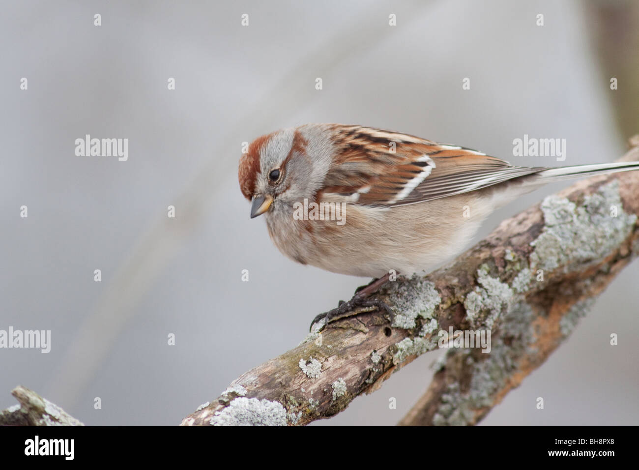 Chirping sparrow on tree limb Stock Photo - Alamy
