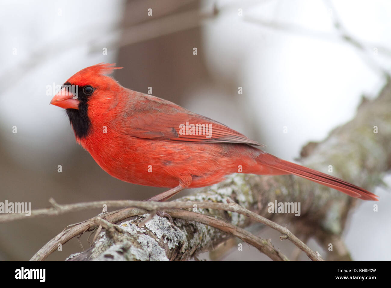 Male Cardinal on tree limb Stock Photo - Alamy