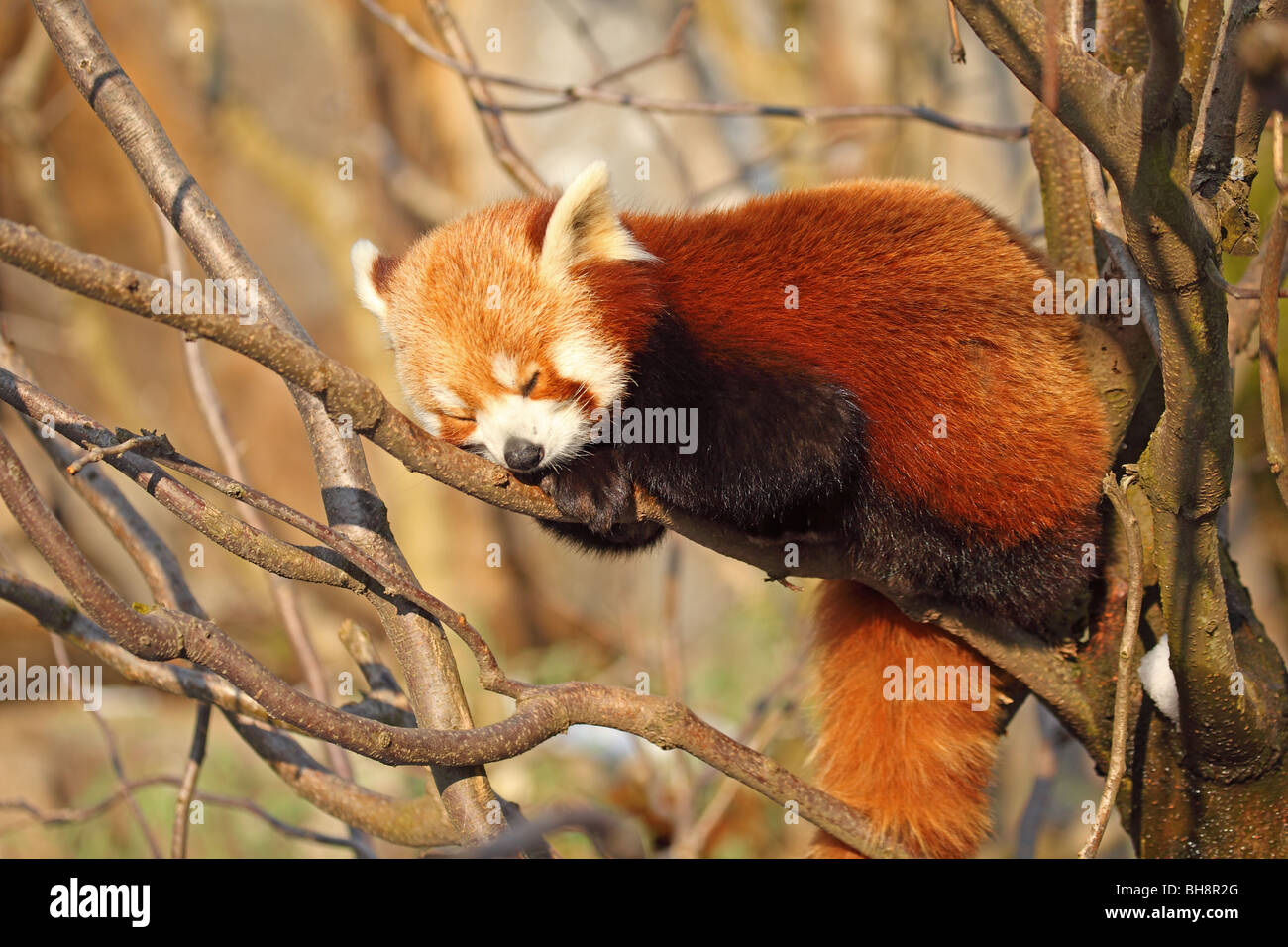 Red Panda sleeping on a tree branch Stock Photo - Alamy