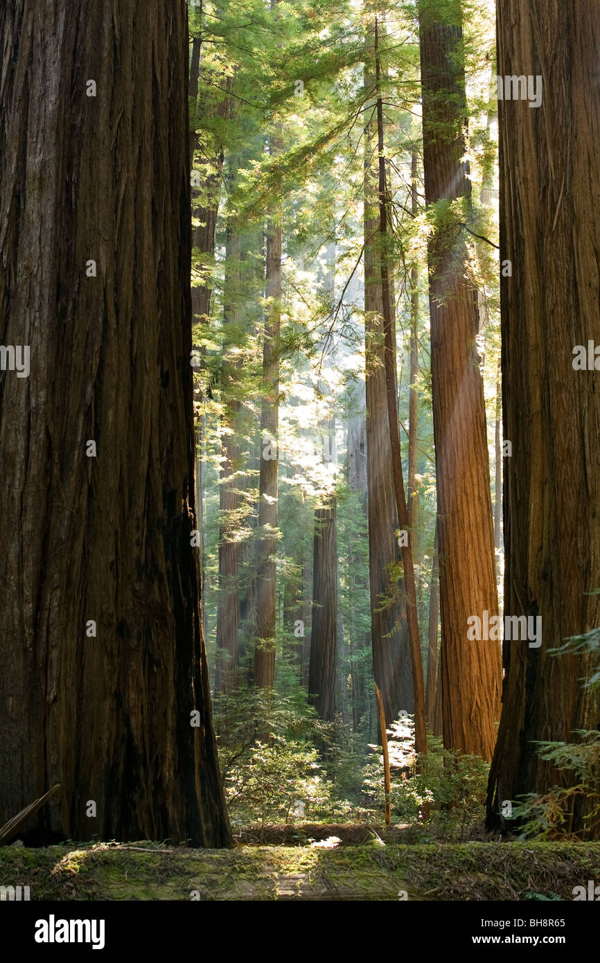 Avenue of the Giants / Rockefeller Forest - Humboldt Redwoods State ...