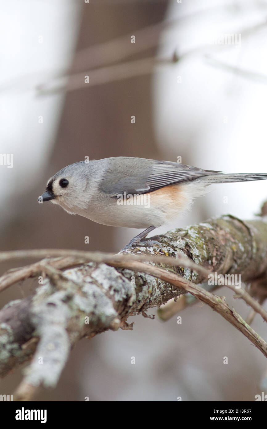 Tufted Titmouse on branch Stock Photo - Alamy
