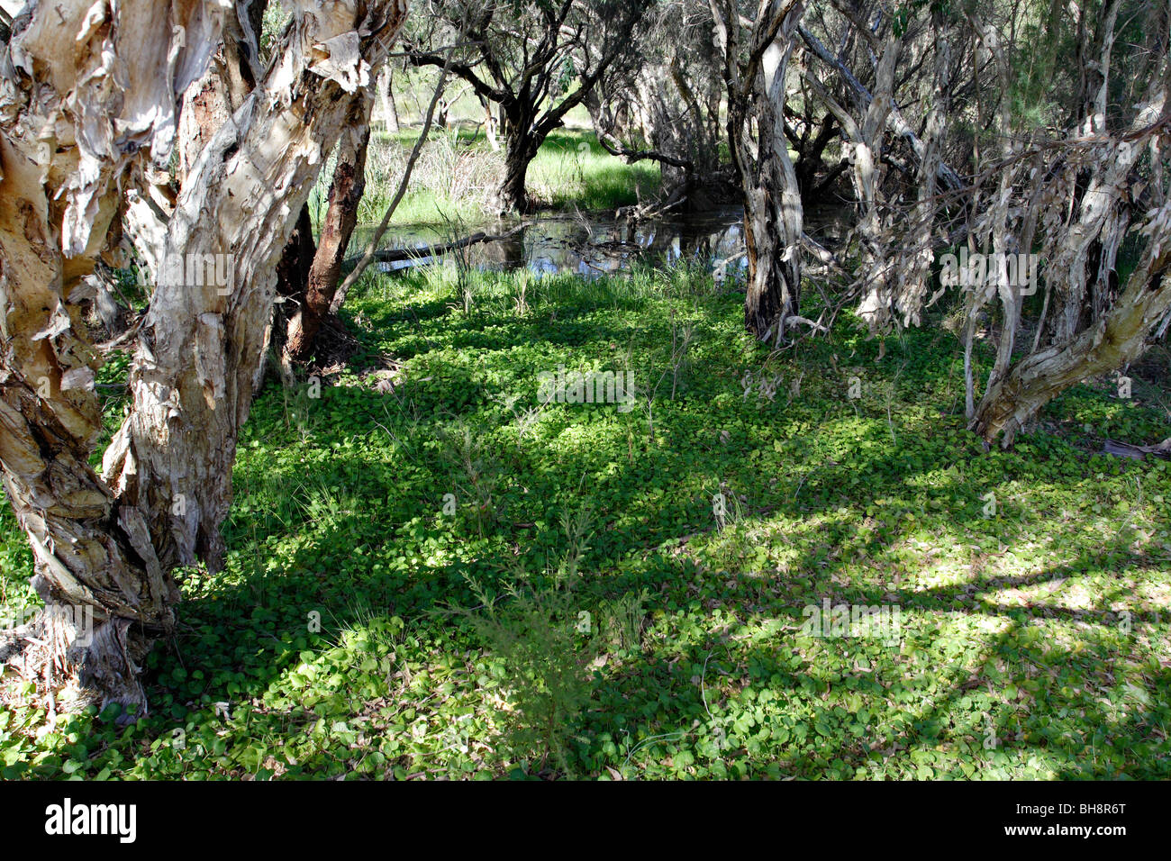 Forest floor covered with small plants at Canning River Regional Park ...