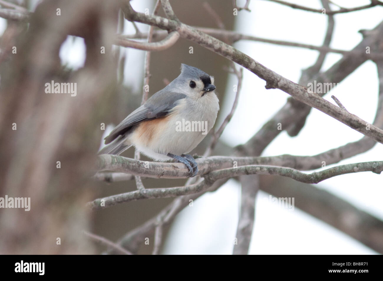 Tufted Titmouse on branch Stock Photo - Alamy