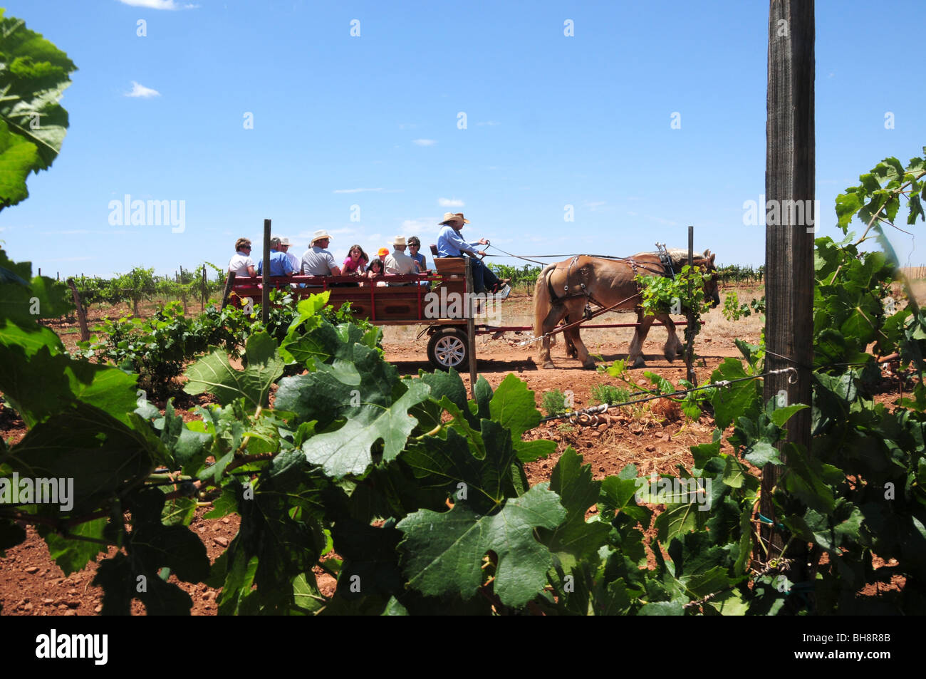 Harvest festival at Sonoita Vineyards, Elgin, Arizona, USA Stock Photo ...