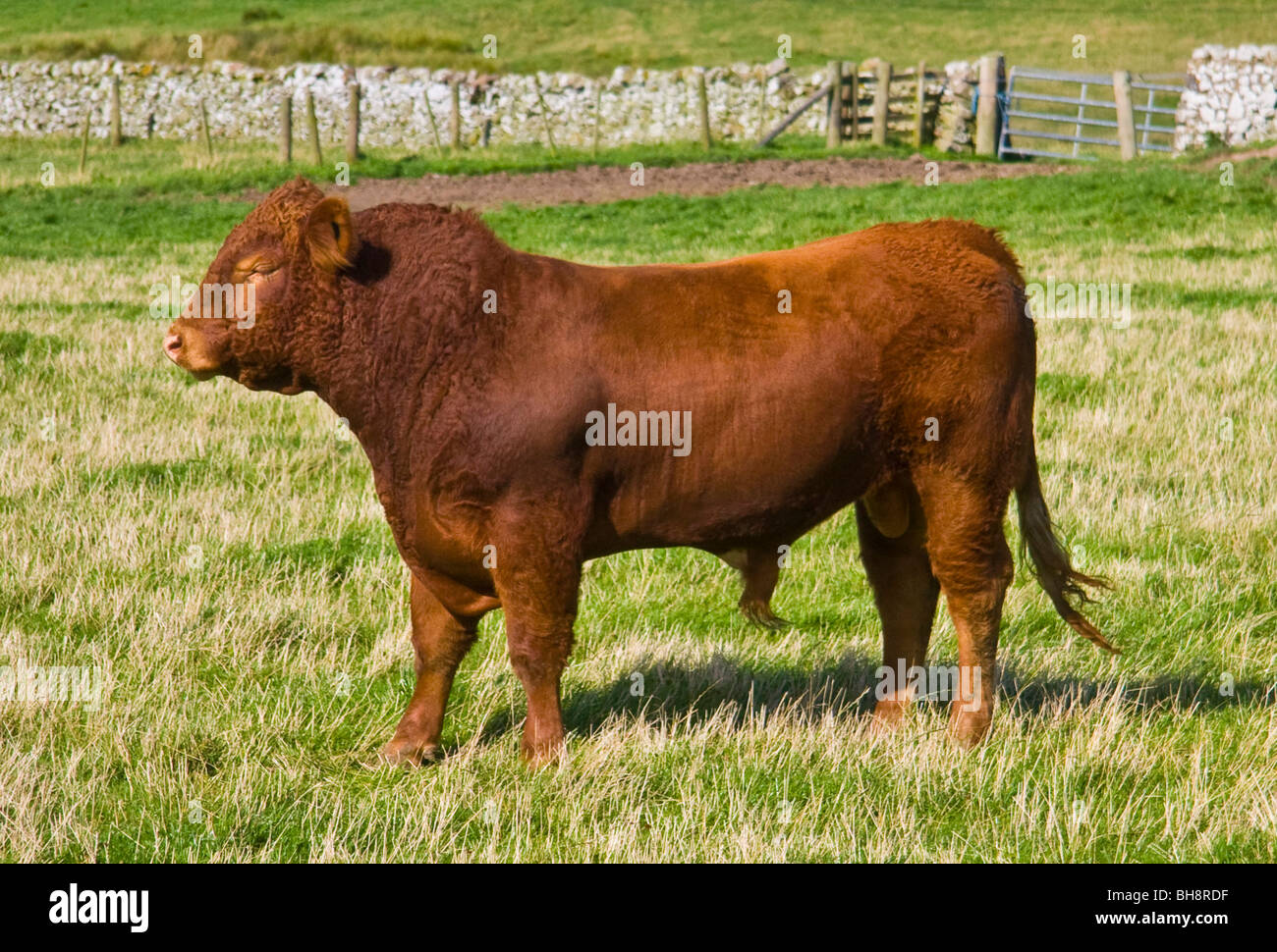 Luing beef cattle hi-res stock photography and images - Alamy