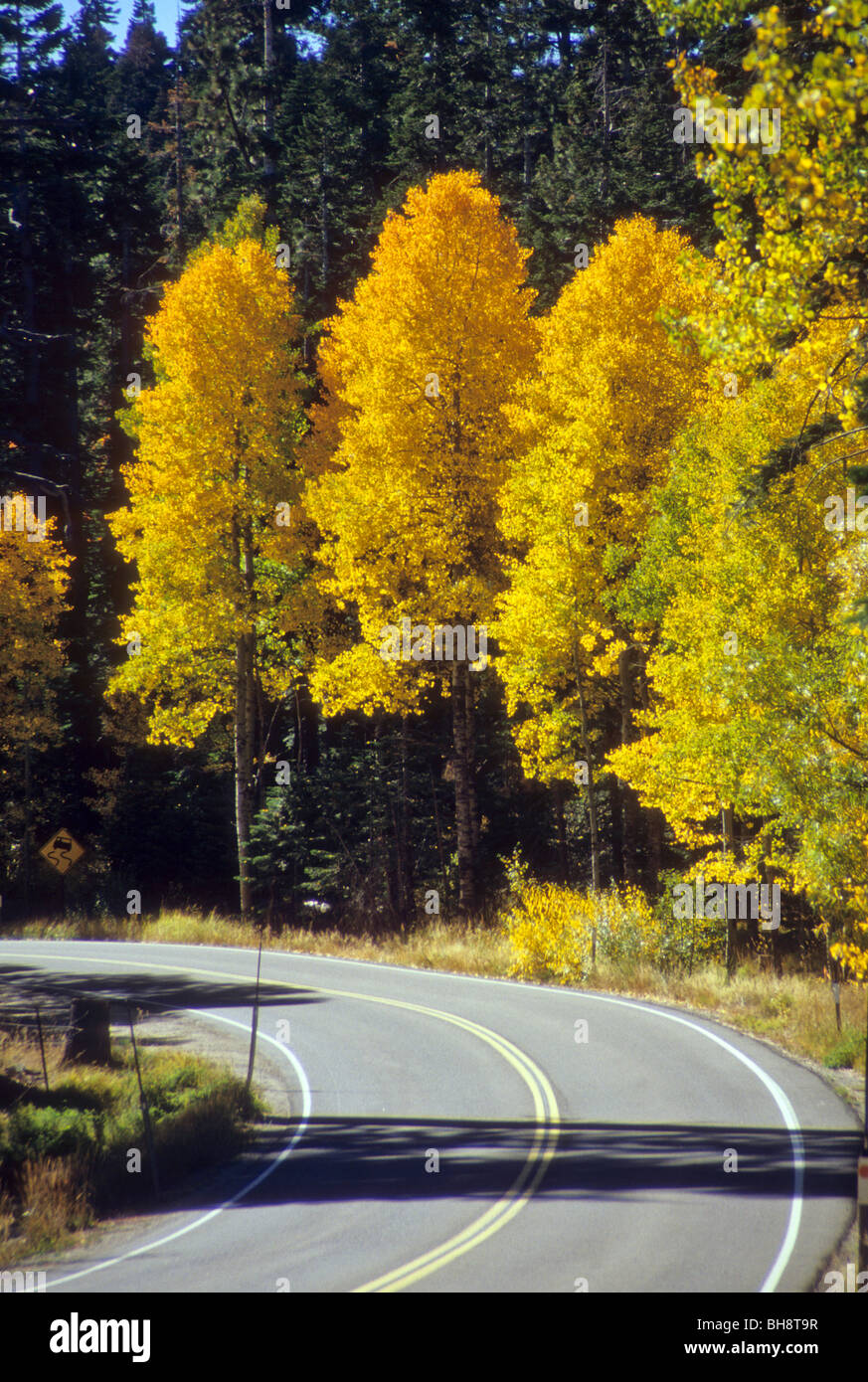 fall foliage leaf leaves tree autumn season weather change gold blue ...