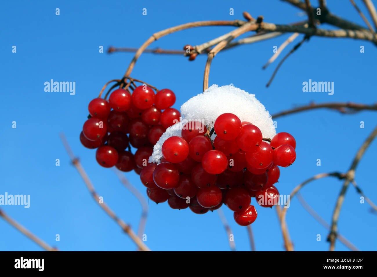red snowball tree berryes bunch under snow Stock Photo - Alamy