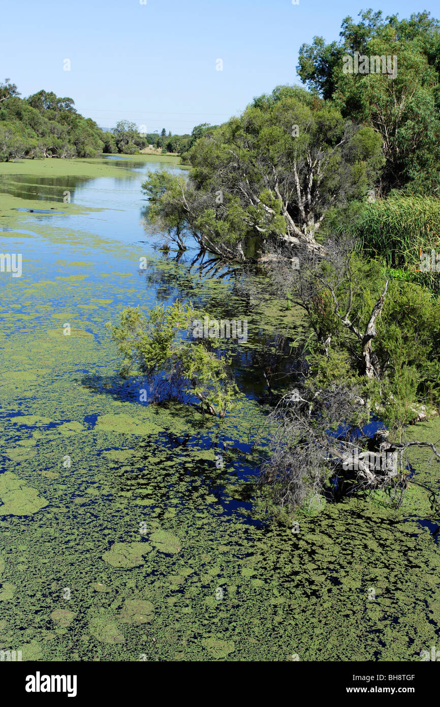 Algae in Canning River at Canning River Regional Park near Perth ...