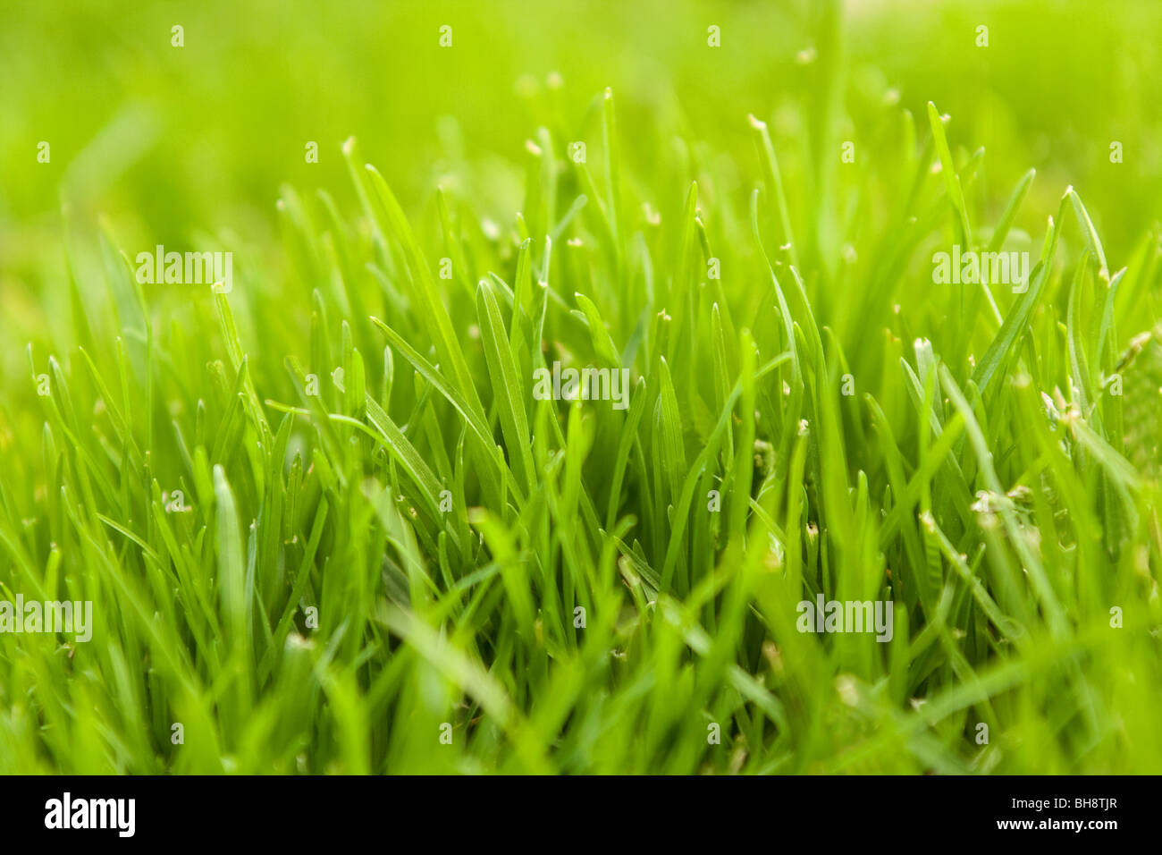 Healthy green grass Stock Photo - Alamy