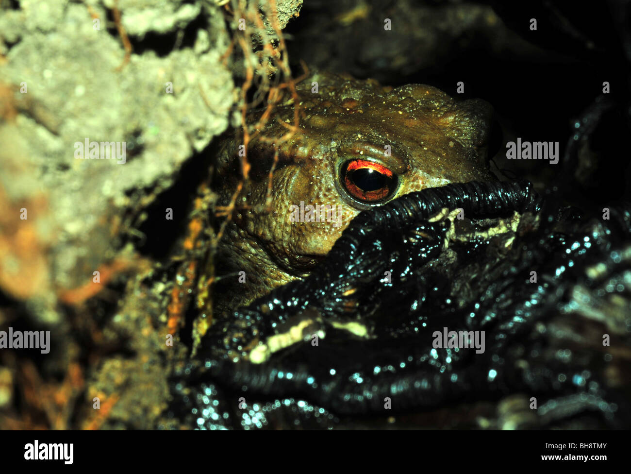 image of toad Stock Photo - Alamy