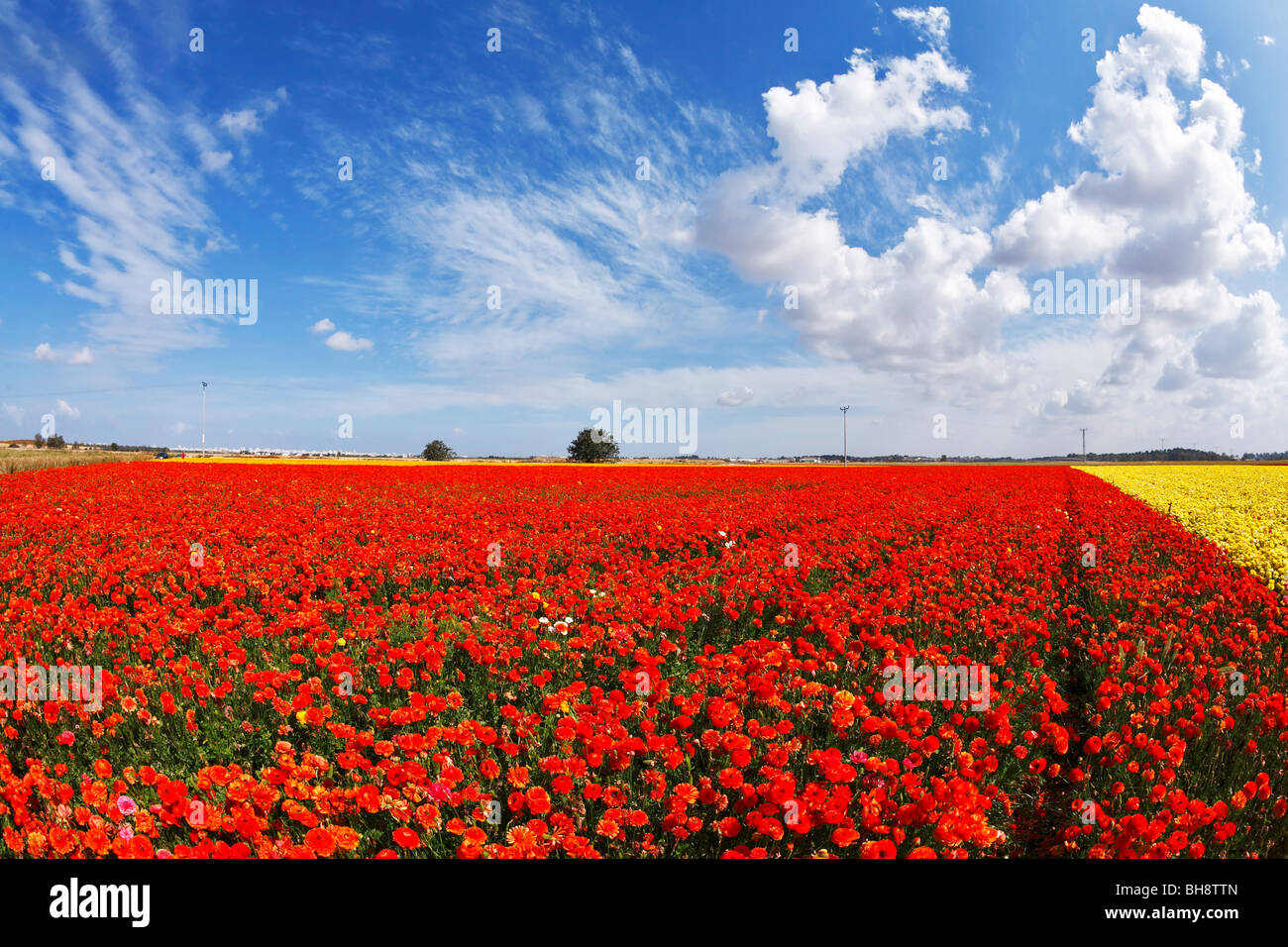 Cloudy spring morning on picturesque flower field Stock Photo - Alamy