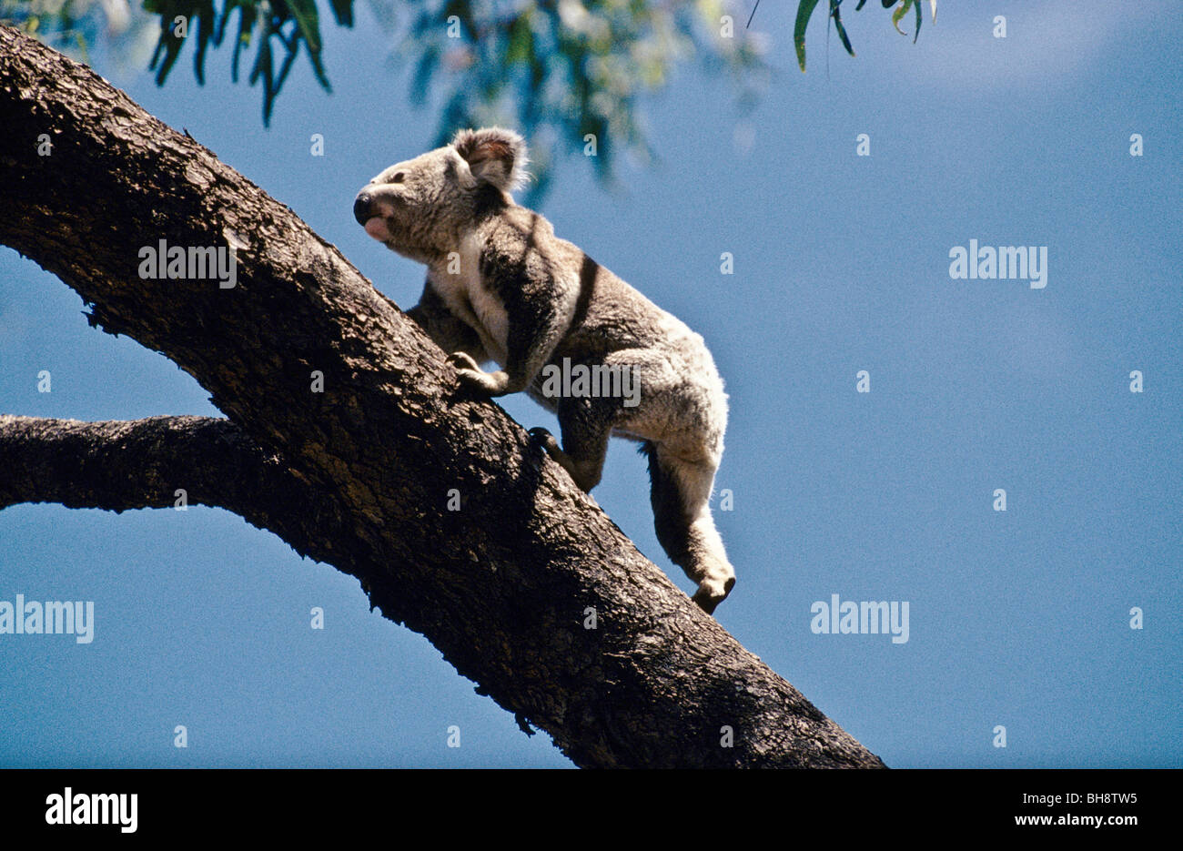 Koala climbing tree Australia Stock Photo - Alamy