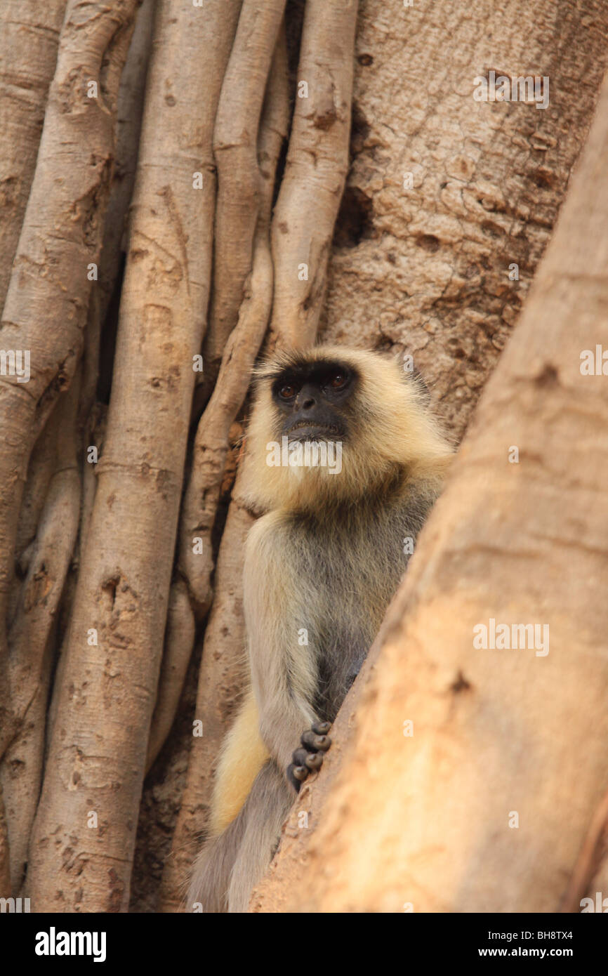 Indian langoor hi-res stock photography and images - Alamy