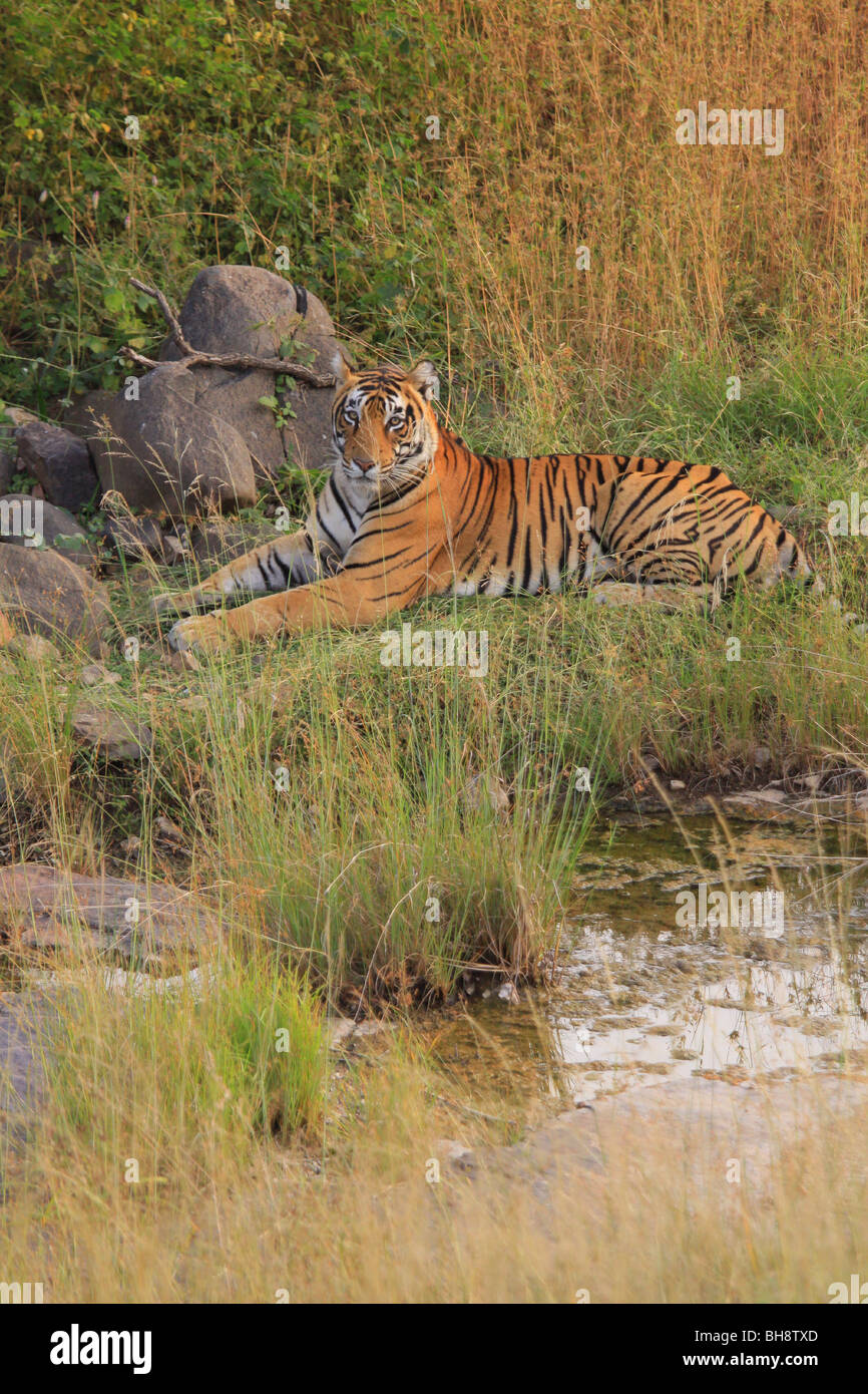 A wild male Bengal tiger resting near a water hole in Ranthambore ...