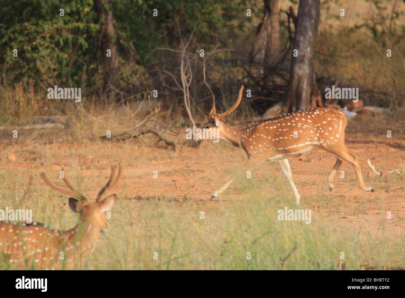 spotted deer in ranthambore national park in india Stock Photo - Alamy