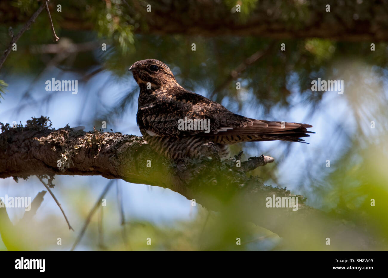Common Nighthawk Chordeiles minor perched in a tree in Nanoose ...