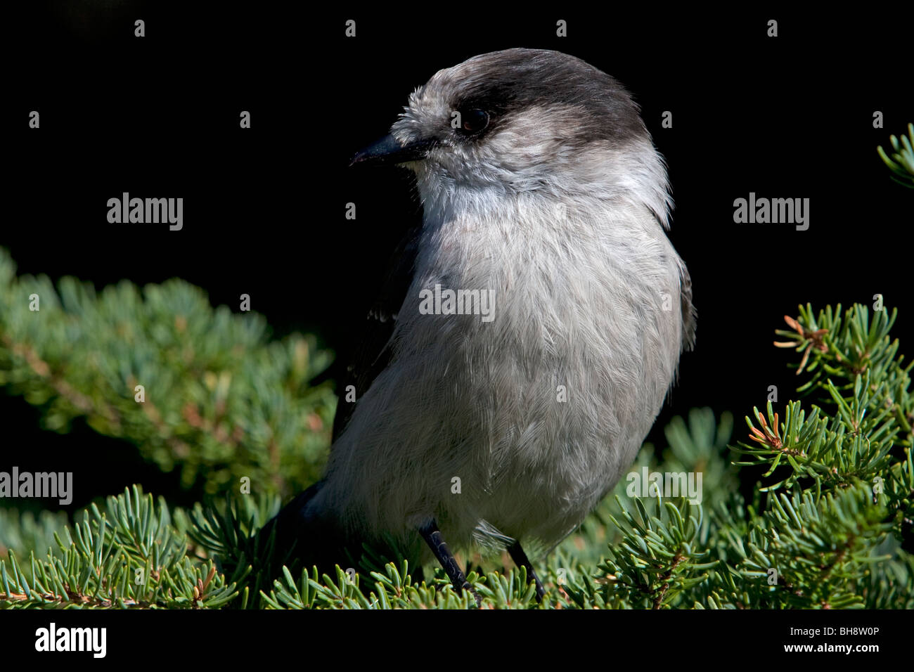 Gray Jay Perisoreus canadensis perched in a tree at Paradise Meadows ...