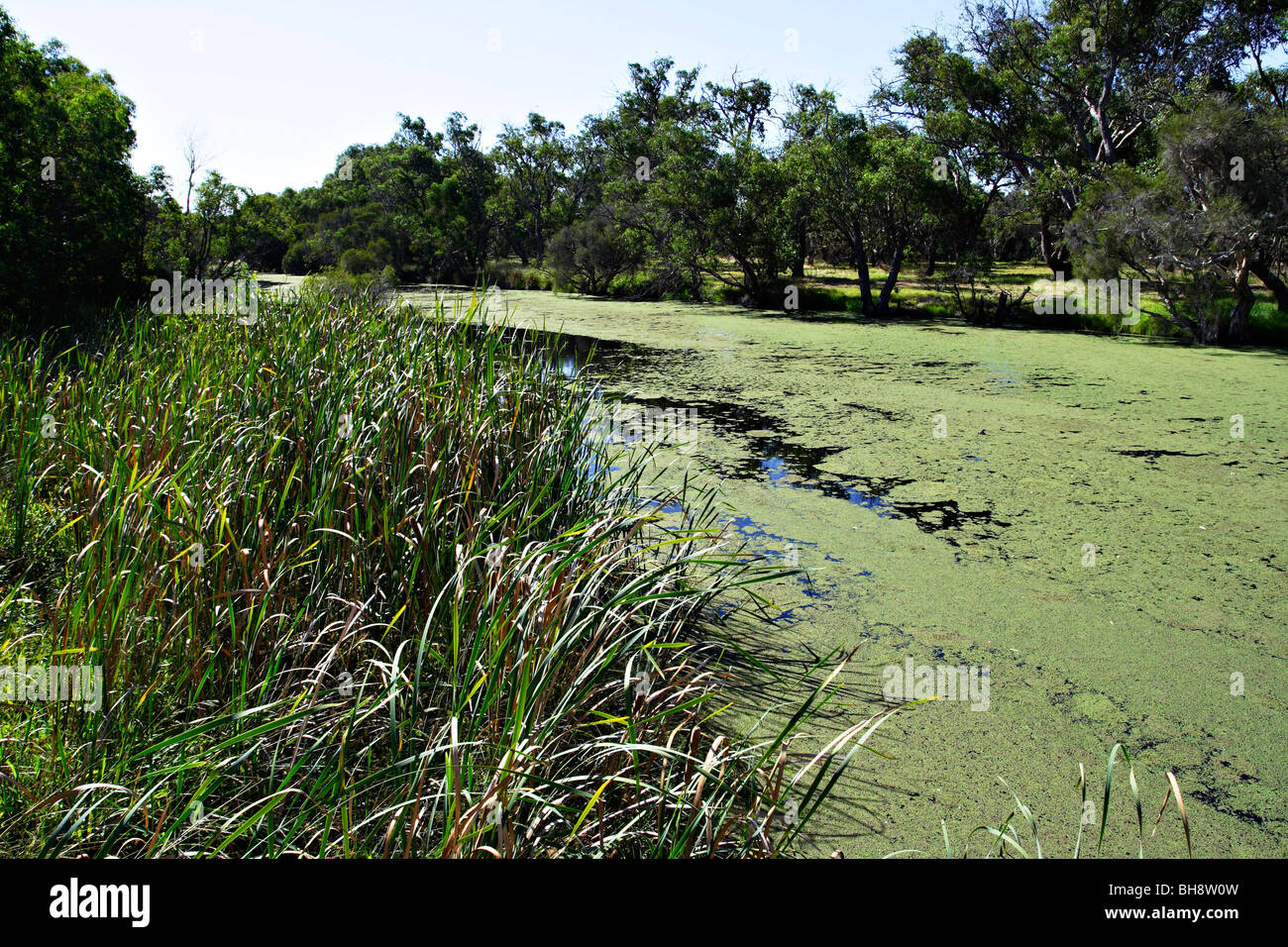 Tall grass and algae in Canning River at Canning River Regional Park ...