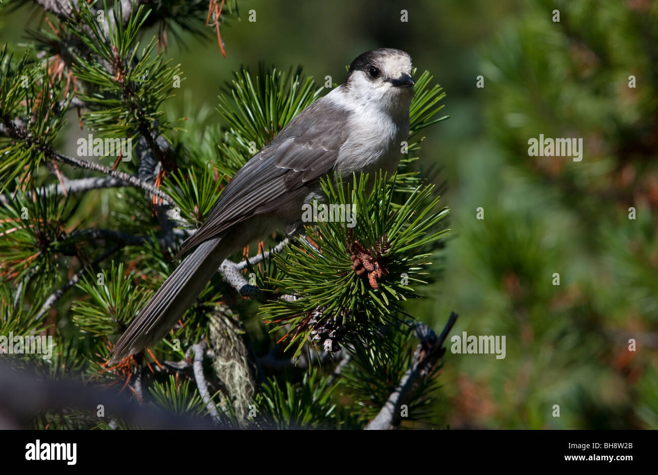 Gray Jay Perisoreus canadensis perched in a tree at Paradise Meadows ...