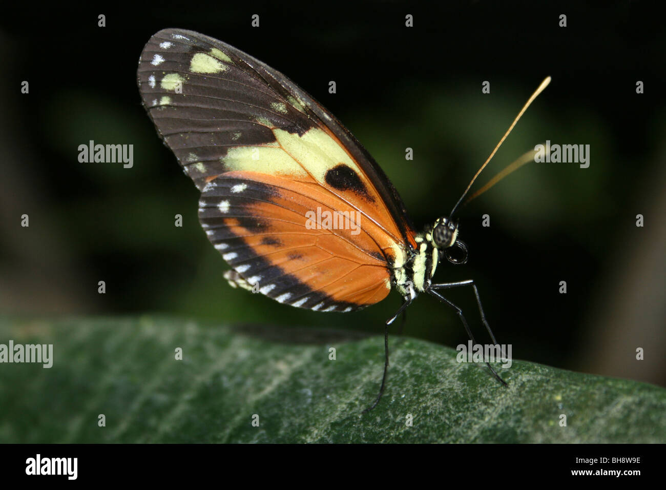 Nymphalidae heliconian hi-res stock photography and images - Alamy