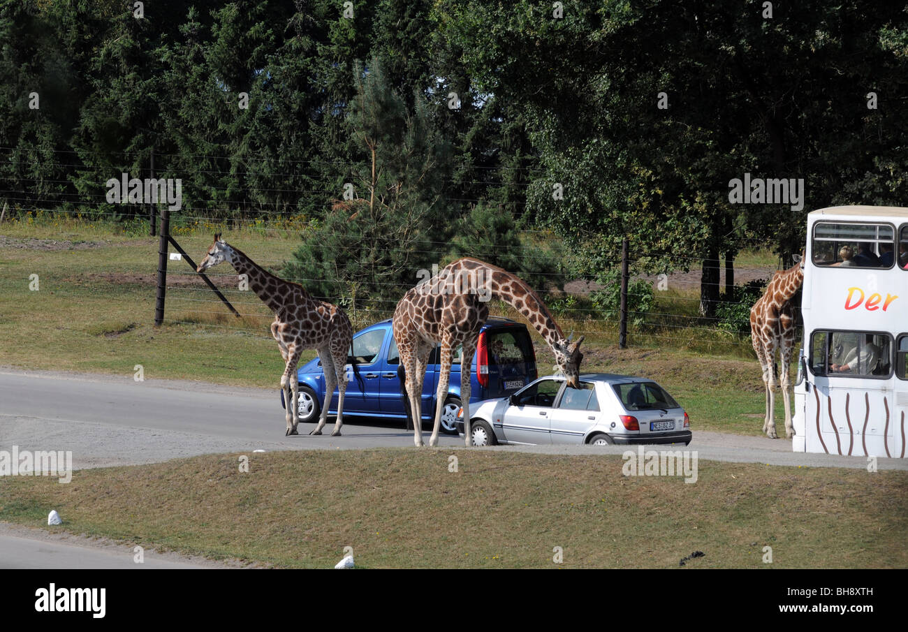 Tourists watching giraffes from their cars during "safari" trip in ...