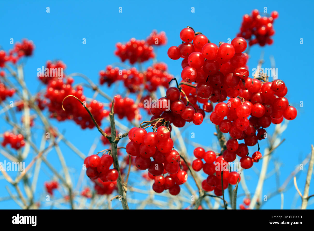 bright red snowball tree berryes bunch Stock Photo - Alamy
