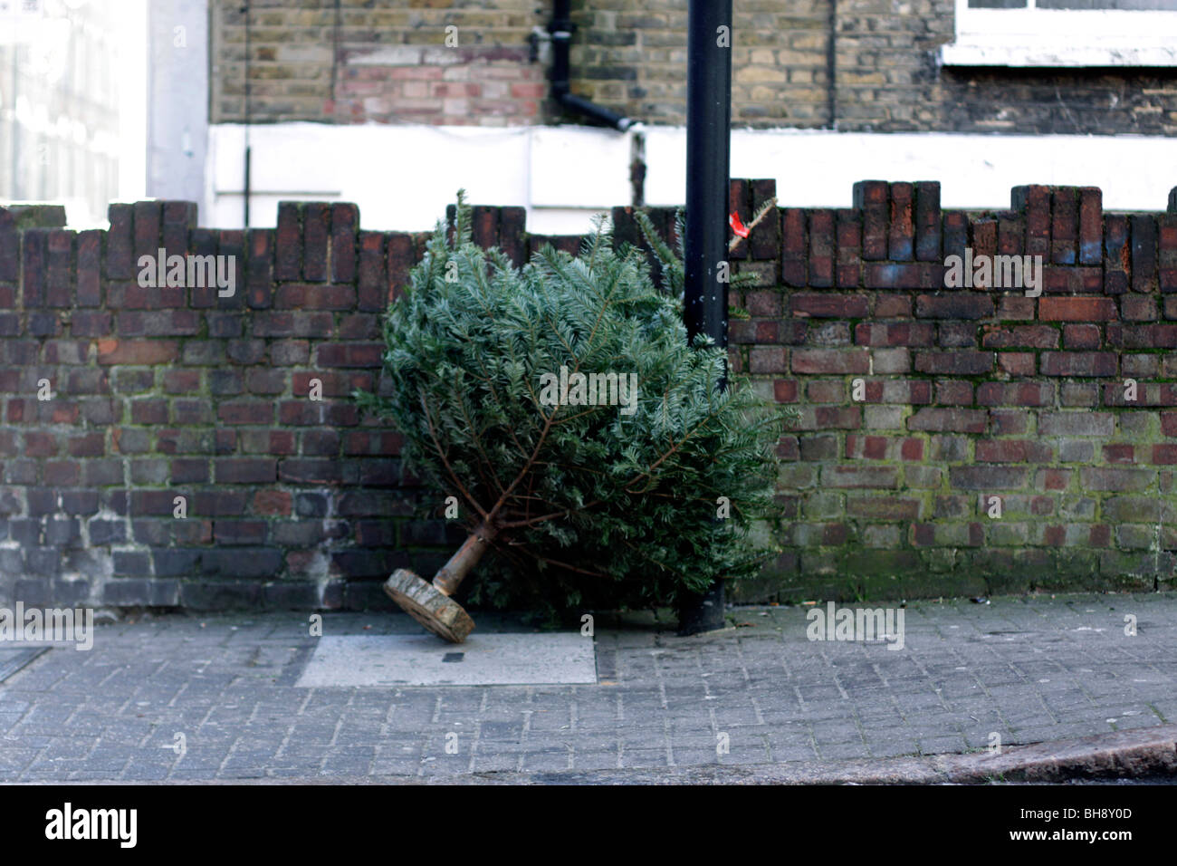 Discarded Christmas tree on a London street Stock Photo - Alamy