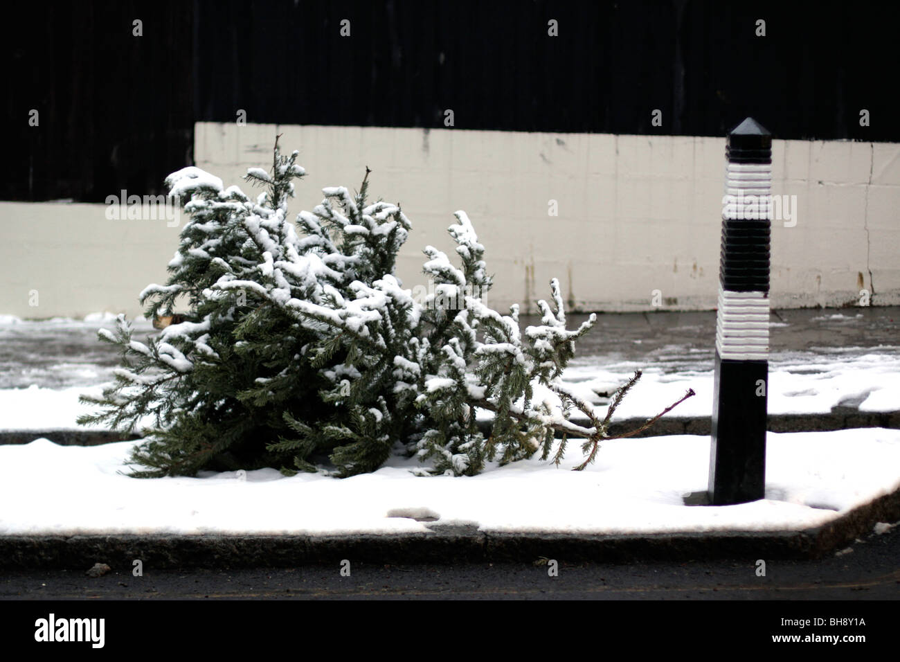 Discarded Christmas tree on a London street in January Stock Photo - Alamy