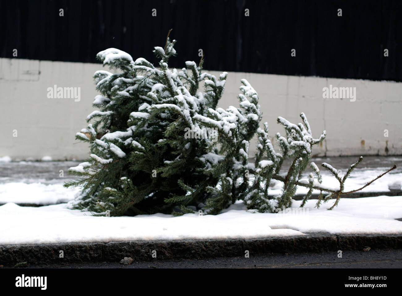 Discarded Christmas tree on a London street in January Stock Photo - Alamy