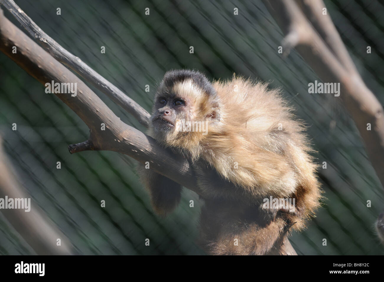 Tufted Capuchin (Cebus apella) also known as Brown or Black-capped ...