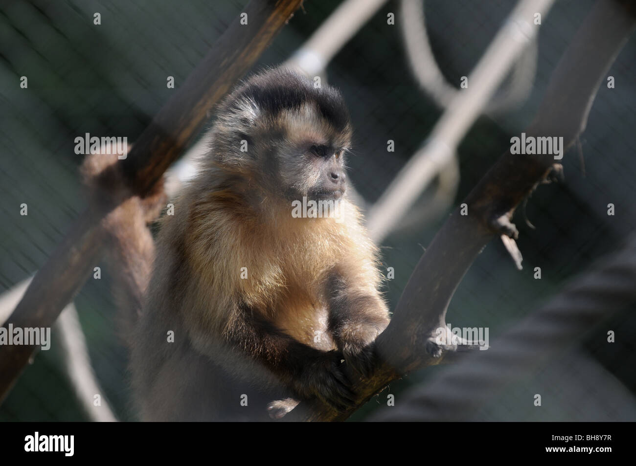 Tufted Capuchin (Cebus apella) also known as Brown or Black-capped ...