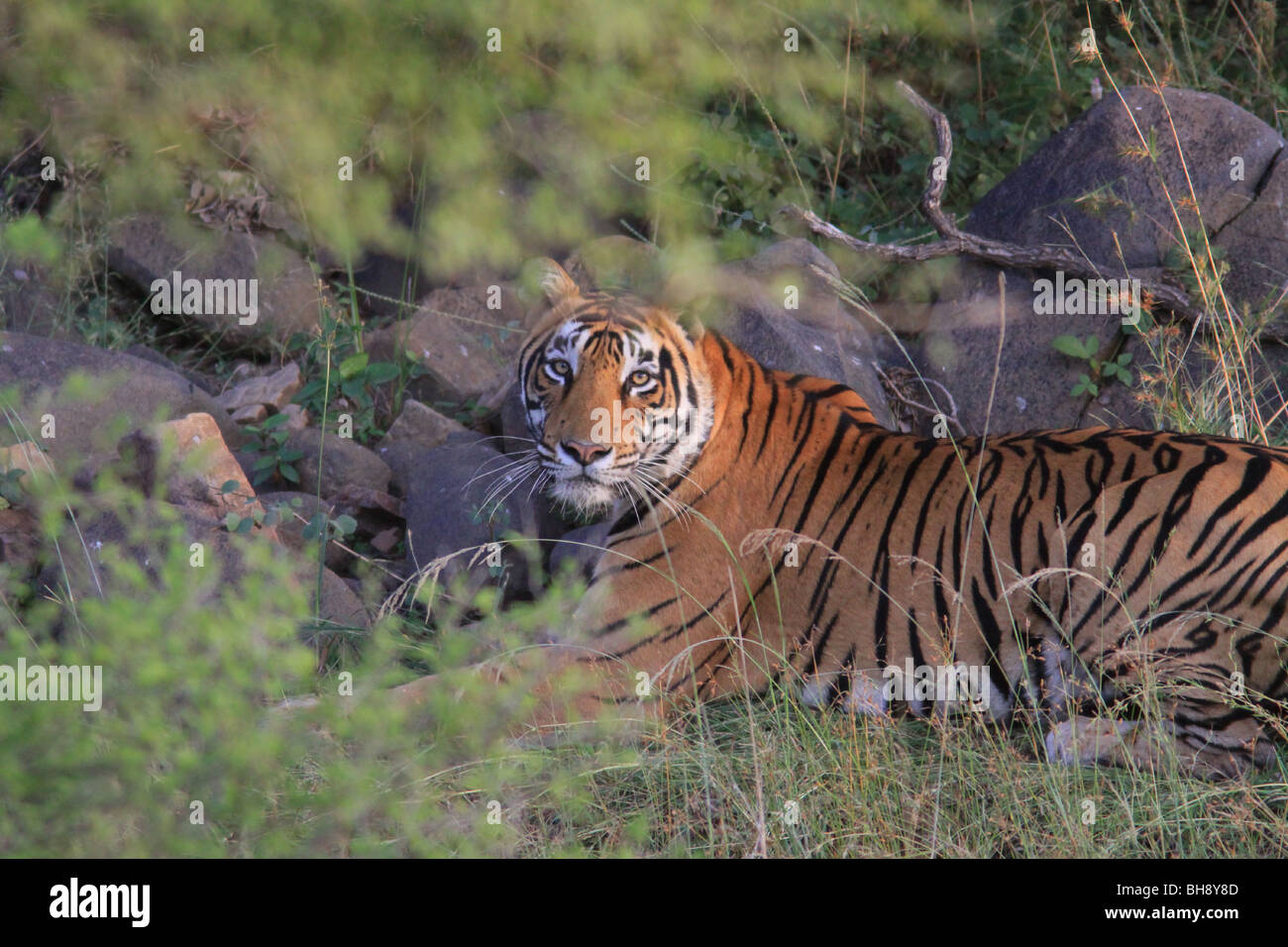 A wild male Bengal tiger staring at the camera in Ranthambore National ...
