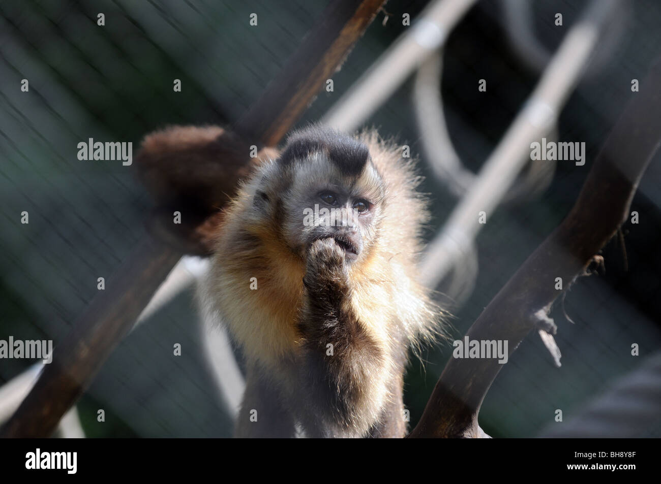 Tufted Capuchin (Cebus apella) also known as Brown or Black-capped ...