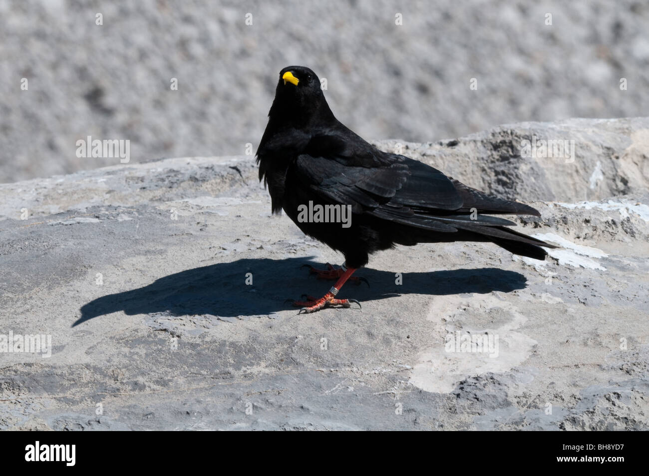 Chough Bird Stock Photos & Chough Bird Stock Images - Alamy