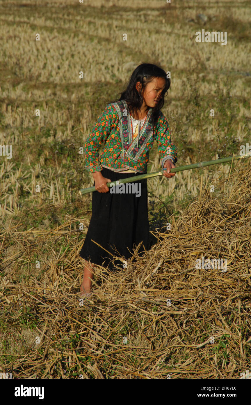 black hmong girl preparing rice hull and straw for burning , ta phin ...