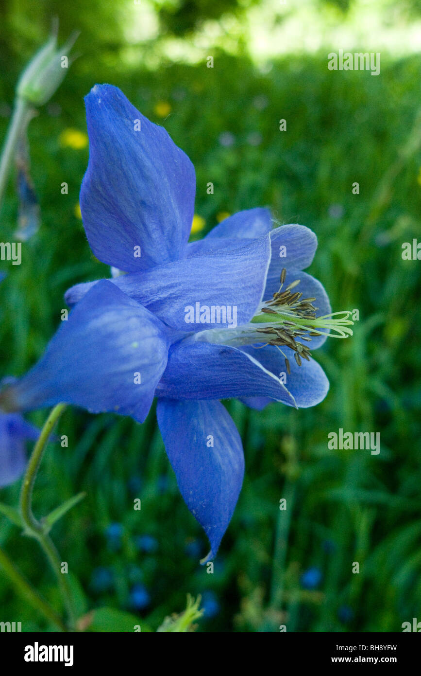 Common columbine (Aquilegia vulgaris ssp. vulgaris Stock Photo - Alamy