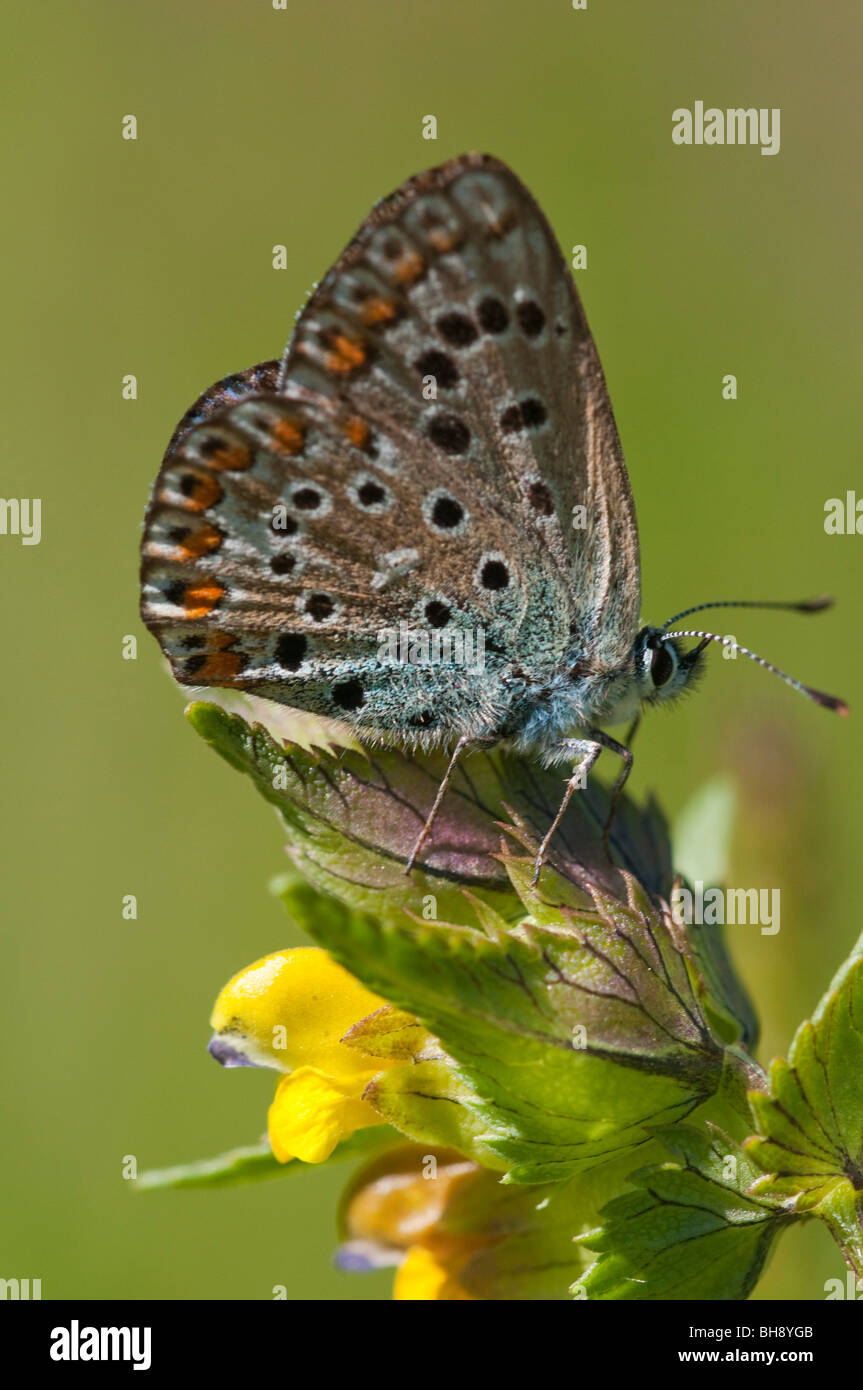 Female adonis blue hi-res stock photography and images - Alamy