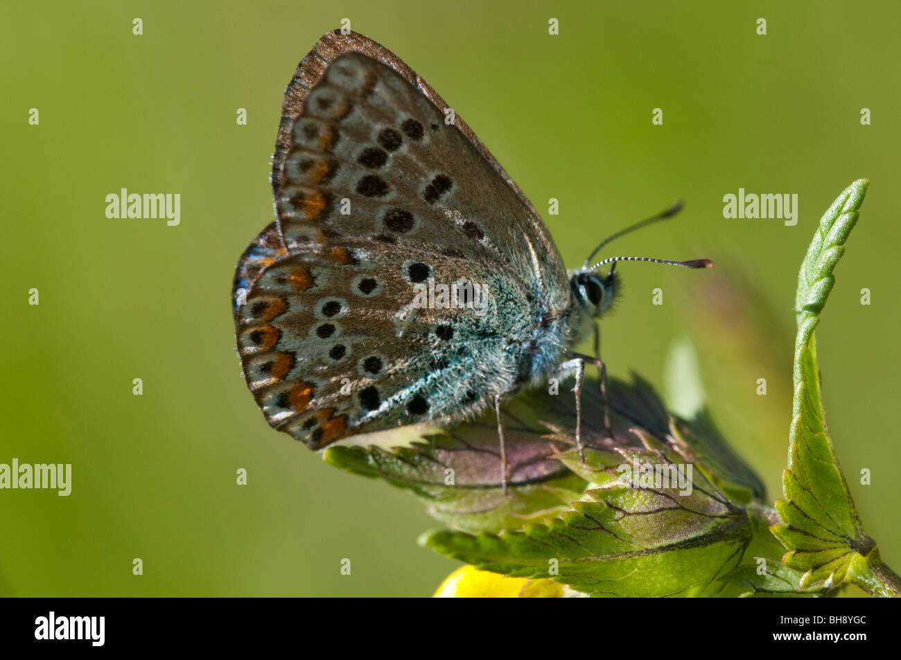 Spotted adonis blue hi-res stock photography and images - Alamy