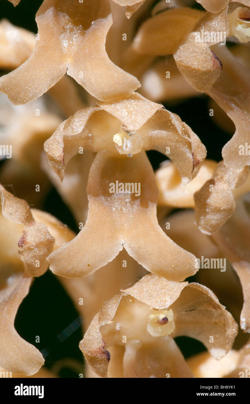 Bird's Nest Orchid (Neottia nidus-avis), flower detail Stock Photo - Alamy