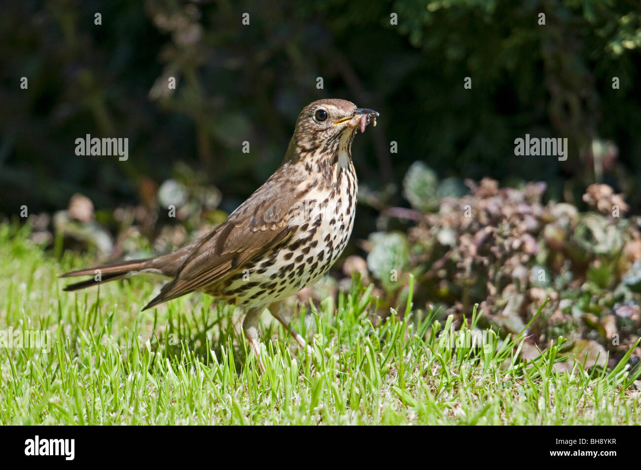 Song Thrush (Turdus philomelos), with food, summer Stock Photo - Alamy