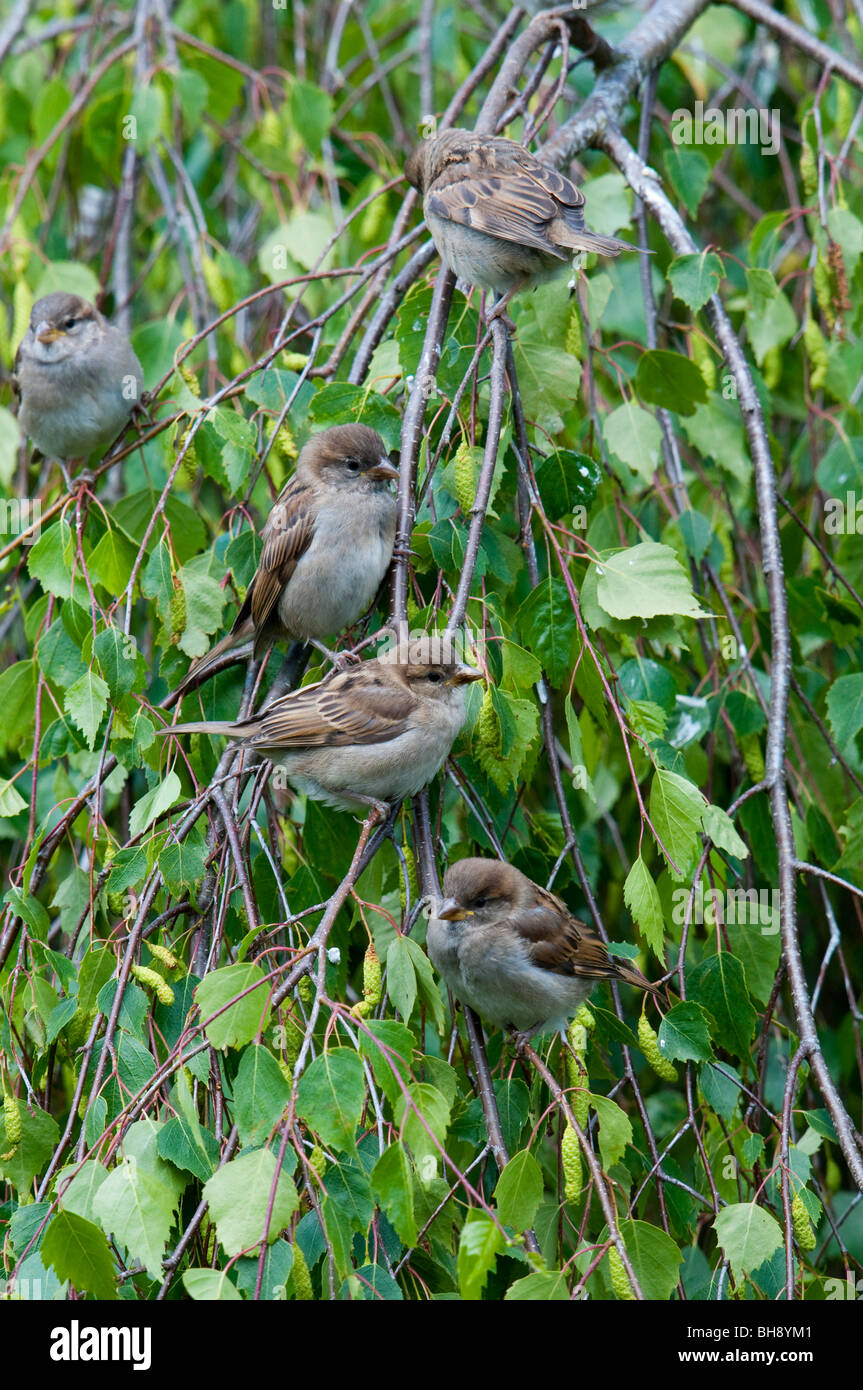 Sparrow family hi-res stock photography and images - Alamy