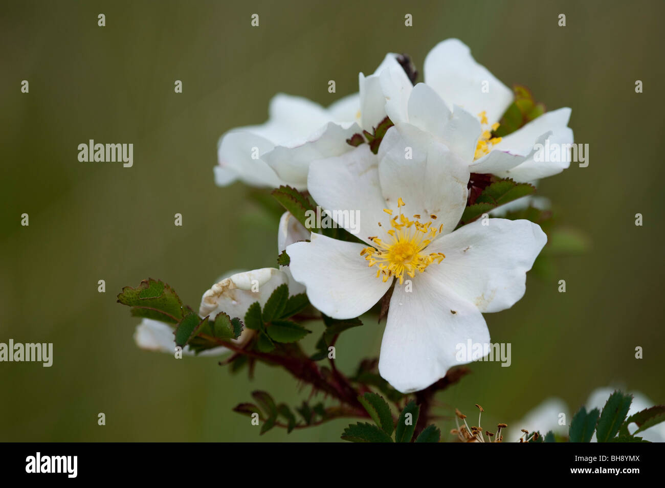 Burnet rose prickles hi-res stock photography and images - Alamy