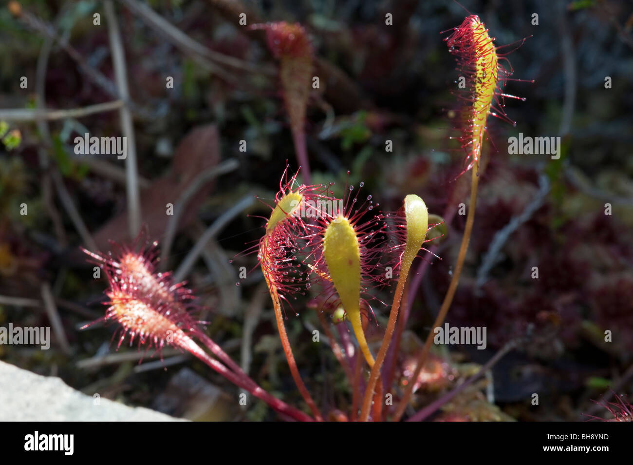 Great Sundew (Drosera anglica Stock Photo - Alamy