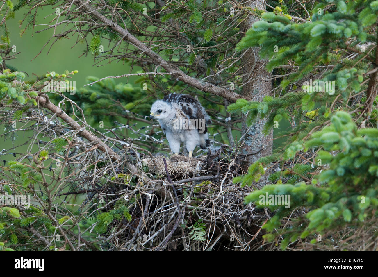 Common buzzard chick hi-res stock photography and images - Alamy