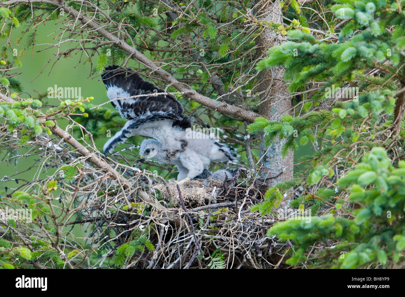 Buteo buteo common buzzard nest hi-res stock photography and images - Alamy